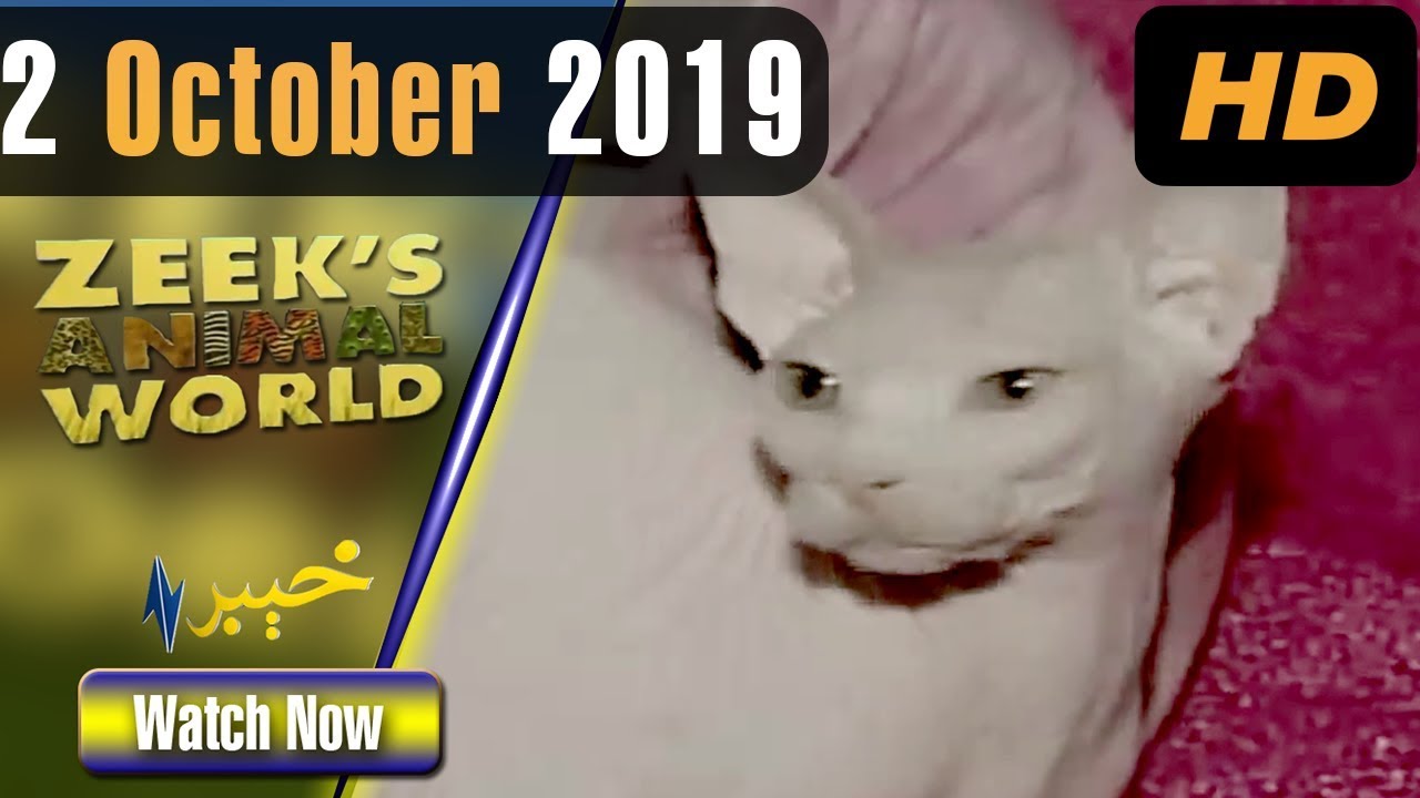 Zeek Animal World | 2 October 2019 | AVT Khyber - AVT Khyber TV ...